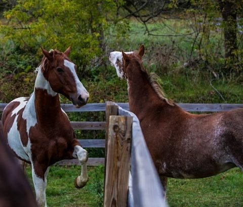 Attend A Weekend Event - Big Valley Ranch